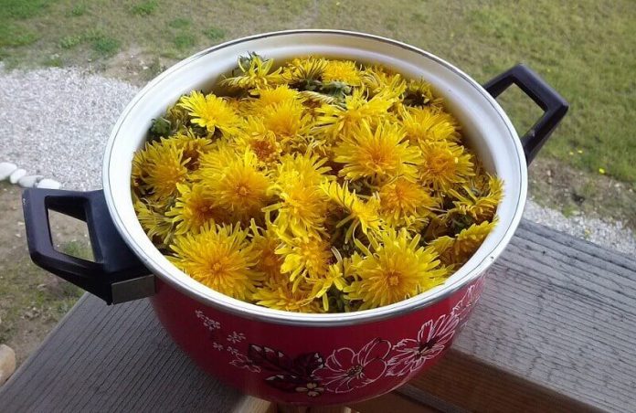 A pitypang tea tisztítja a bőrt, eltünteti a foltokat, szeplőket ...